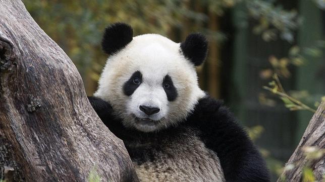 «Encuentro perfecto» entre los mellizos panda del Zoo de Madrid y su ...