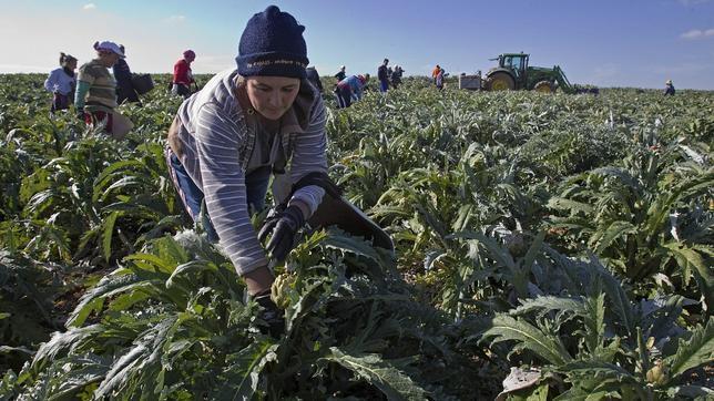Una mujer trabajando en el campo - ABC de Sevilla
