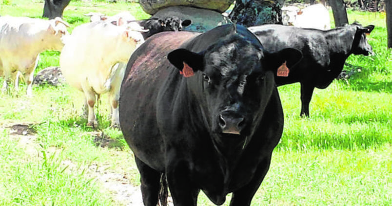 Angus, la raza bovina sin cuernos que es tendencia en la dehesa - Agrónoma