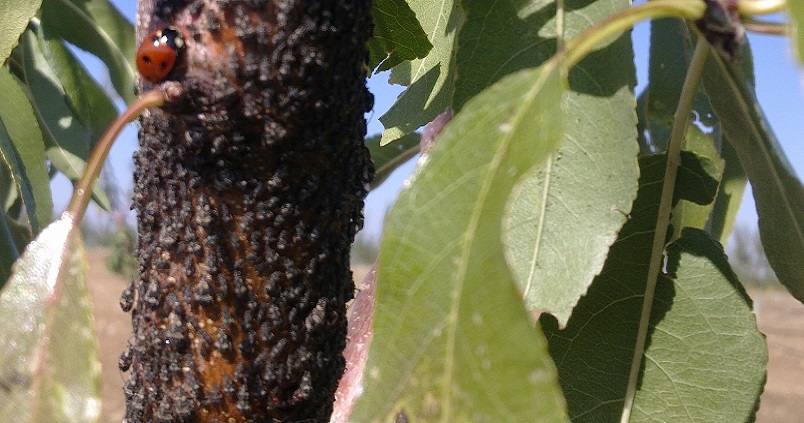 El pulgón negro hace su aparición en plantones de almendro - Agrónoma