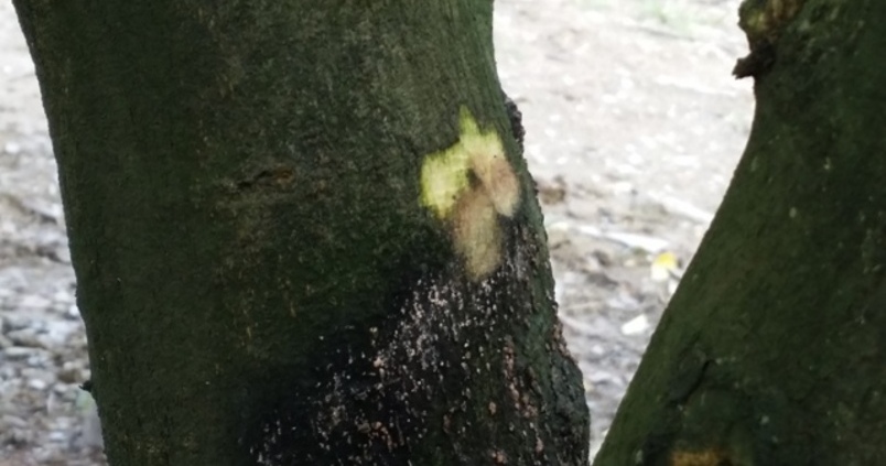 Cítricos: ¿Cómo diferenciar los daños de la gomosis de otras plagas ...