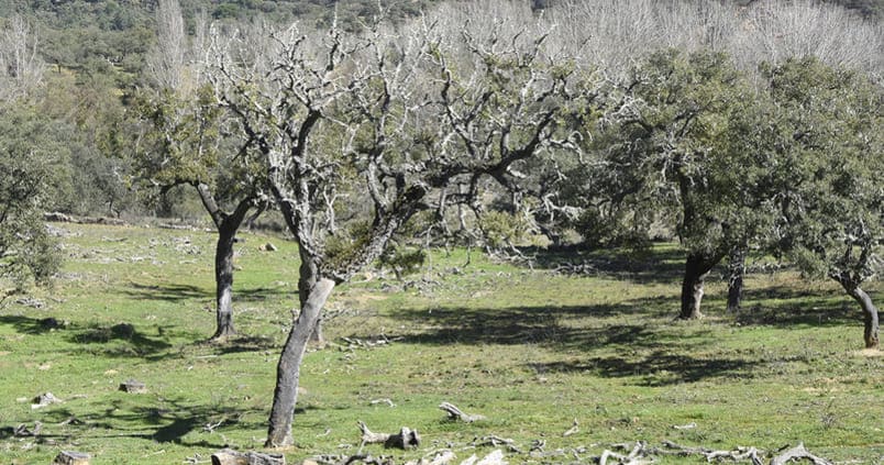 Nuevas tecnologías y monitorización para salvar a las dehesas andaluzas ...