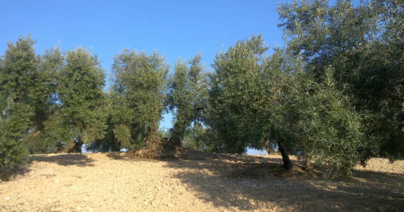 El 30% de olivar tradicional se ha sustituido en la última década por ...