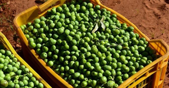 La cosecha de la aceituna en Jaén ronda ya el 70% y se prevé su final ...