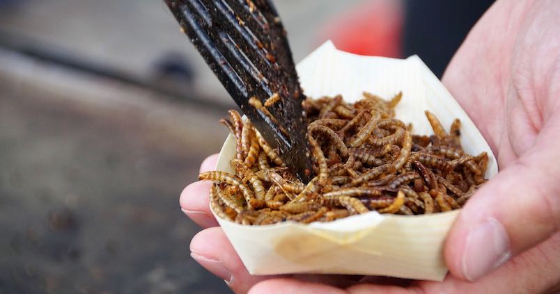 Insectos al plato, guste o no - Agrónoma