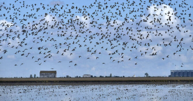 Arrozúa buscará en Asia el arroz que no podrá cultivar en La Marisma ...