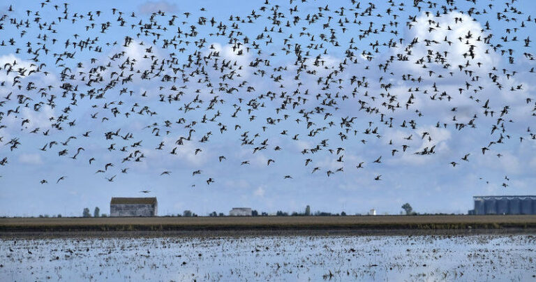 Arrozúa buscará en Asia el arroz que no podrá cultivar en La Marisma ...