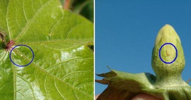 Aparecen las primeras larvas de heliotis en el algodón andaluz - Agrónoma