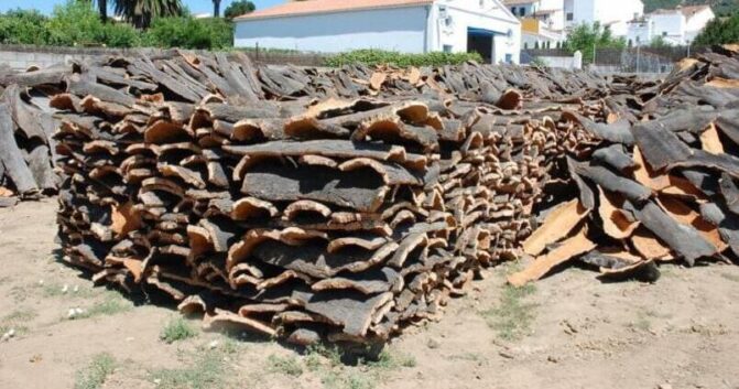 La campaña del corcho, «fructífera» a pesar de la sequía - Agrónoma