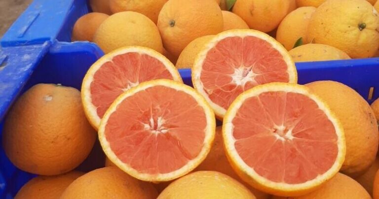 ¿Has probado las naranjas rojas? Estas son las variedades que se ...