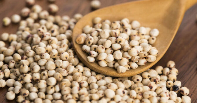 El versátil cereal que «resiste» a la sequía y tiene precios similares ...