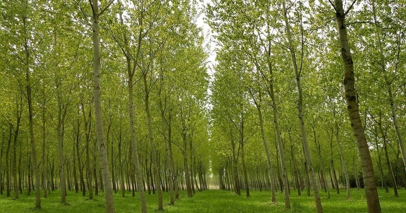 Aumenta la apuesta por el cultivo del chopo en la Vega de Granada ...