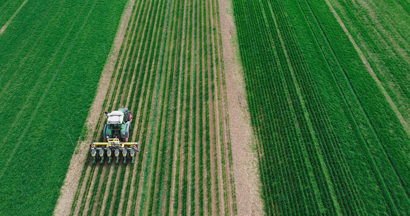 ¿Conoces el intercropping? Así es la asociación de cultivos que puede ...