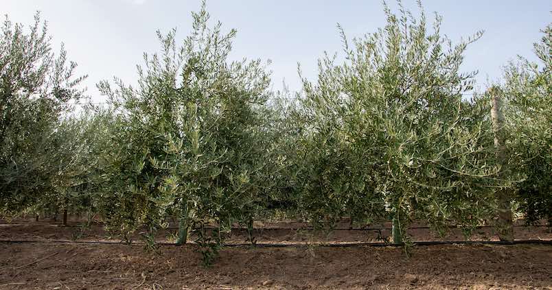 Así es «Sultana», la nueva variedad de olivo que promete revolucionar ...