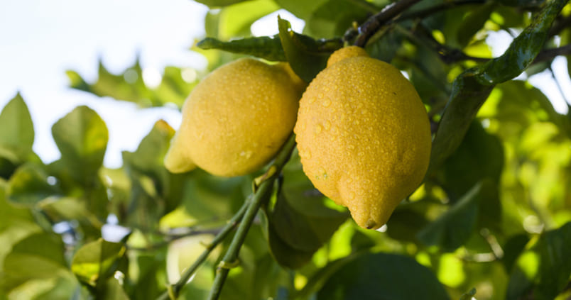¿Qué fruta necesita menos agua en su producción? - Agrónoma