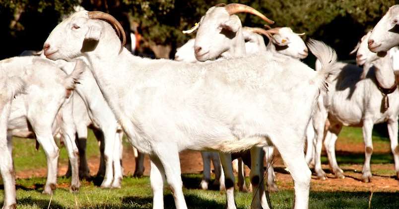 Por la protección y conservación de las razas caprinas andaluzas - Agrónoma