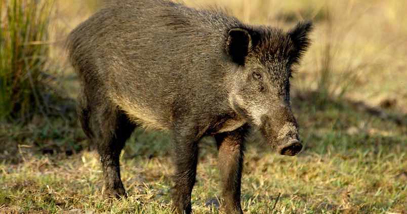 «Los jabalíes están llegando a terrenos que no pisaban antes» - Agrónoma