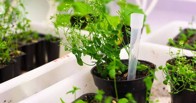 Objetivo: reducir plaguicidas antes de que lo exija la UE - Agrónoma