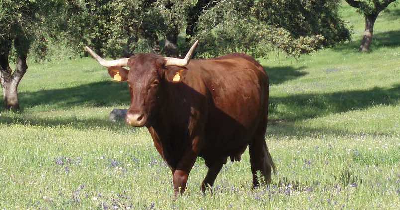 La ganadería retinta también puede cogerse a las ayudas agroambientales ...
