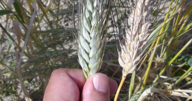 Variedades de trigo tradicionales para pan de más calidad - Agrónoma