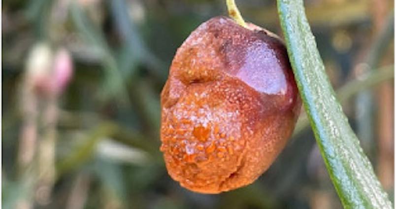 Investigadores andaluces identifican los componentes de la aceituna que ...