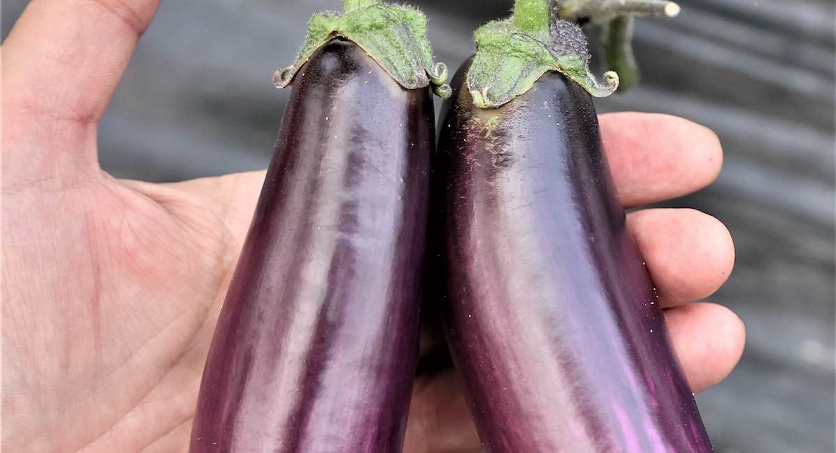 Investigadores andaluces hallan una variedad de berenjena que ayuda a ...