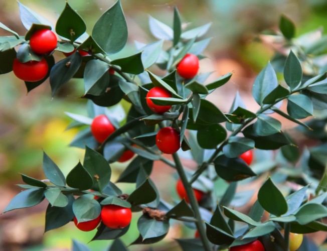 Flores y plantas de Navidad más allá de la Flor de Pascua - Bulevar Sur